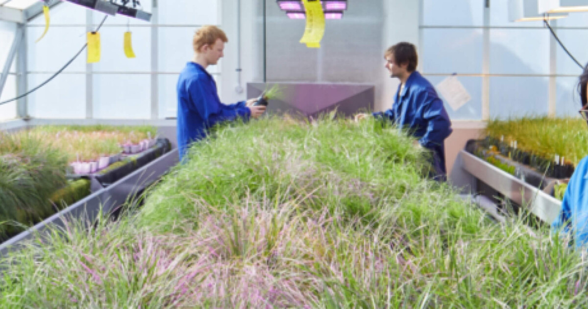 Epichloë Fungal Endophyte - Grasslanz