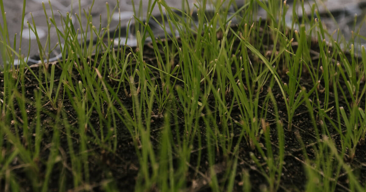 AR37 Epichloë Endophyte - Grasslanz