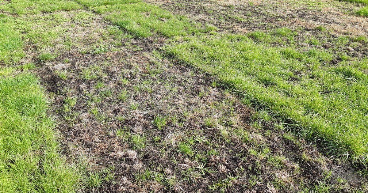 Epichloë Endophyte Ratings - Grasslanz