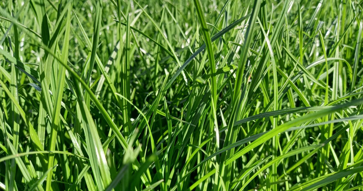 Epichloë fungal endophytes essential for pasture persistence - Grasslanz